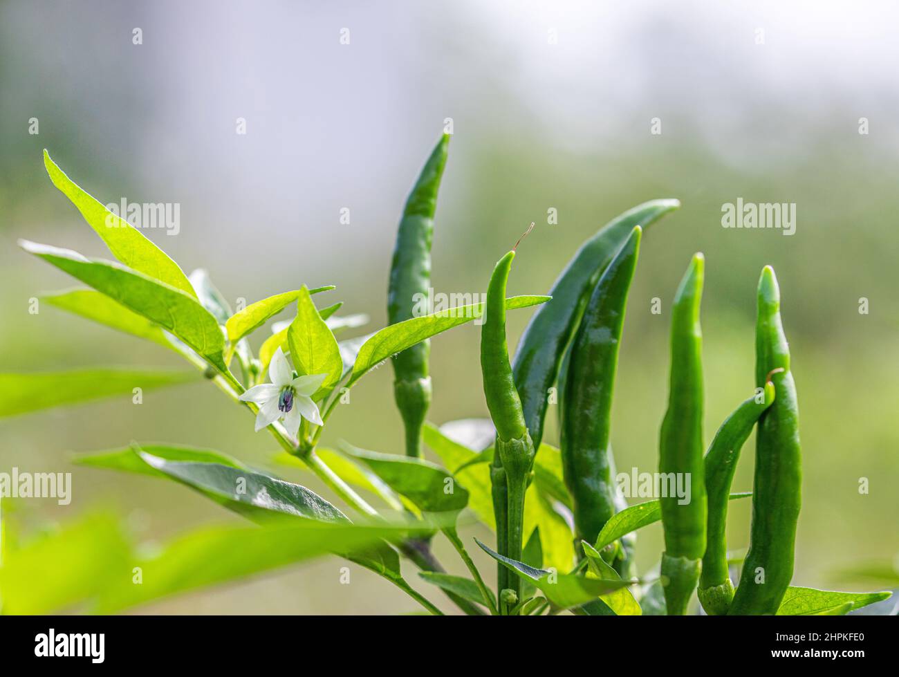 The western rural farm-style garden fresh vegetables Stock Photo - Alamy