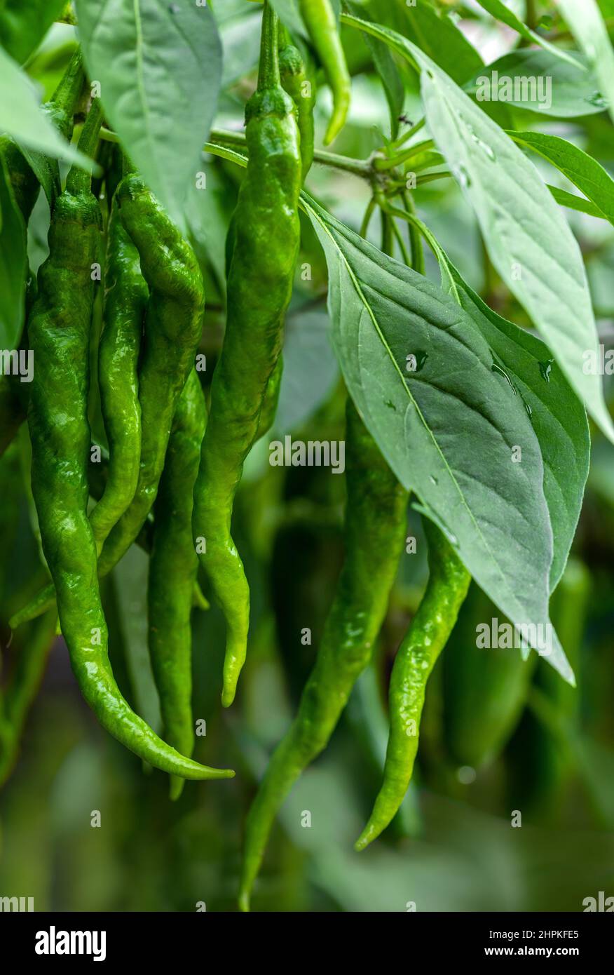 The western rural farm-style garden fresh vegetables Stock Photo - Alamy