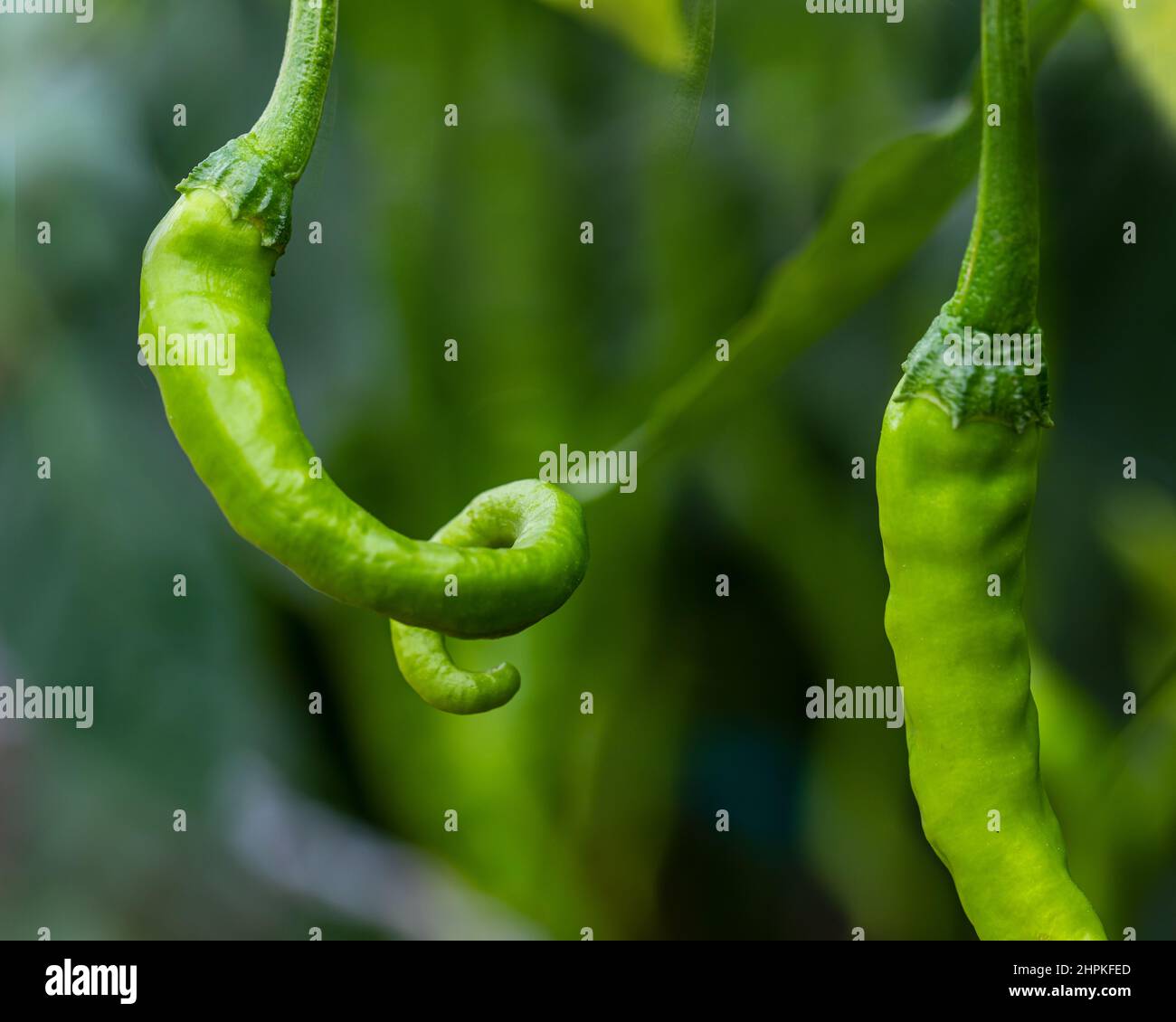 The western rural farm-style garden fresh vegetables Stock Photo - Alamy