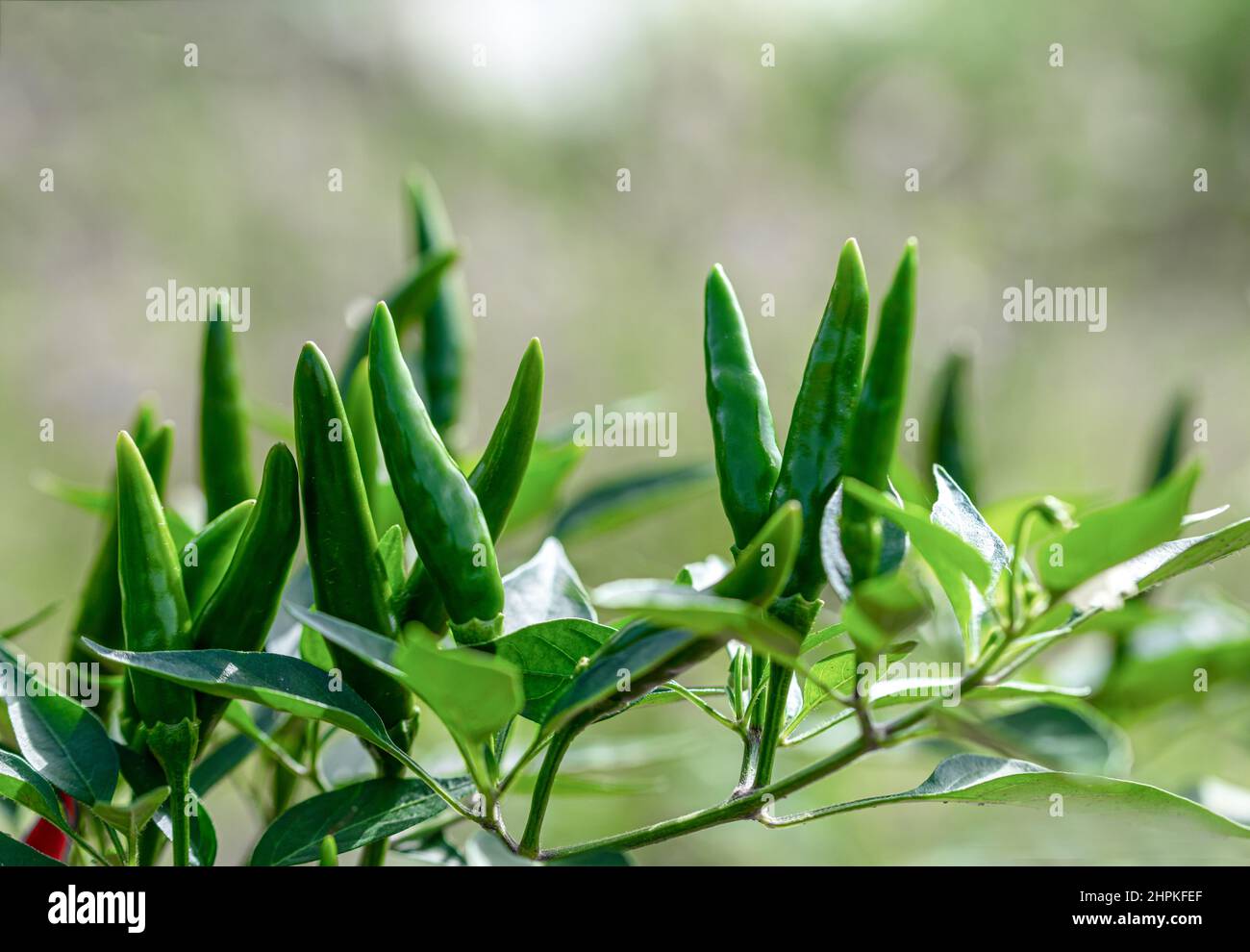 The western rural farm-style garden fresh vegetables Stock Photo - Alamy