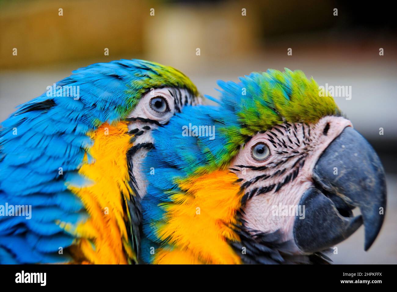 Birds Ara, Arenal Volcano, La Fortuna, Republic of Costa Rica, Central ...