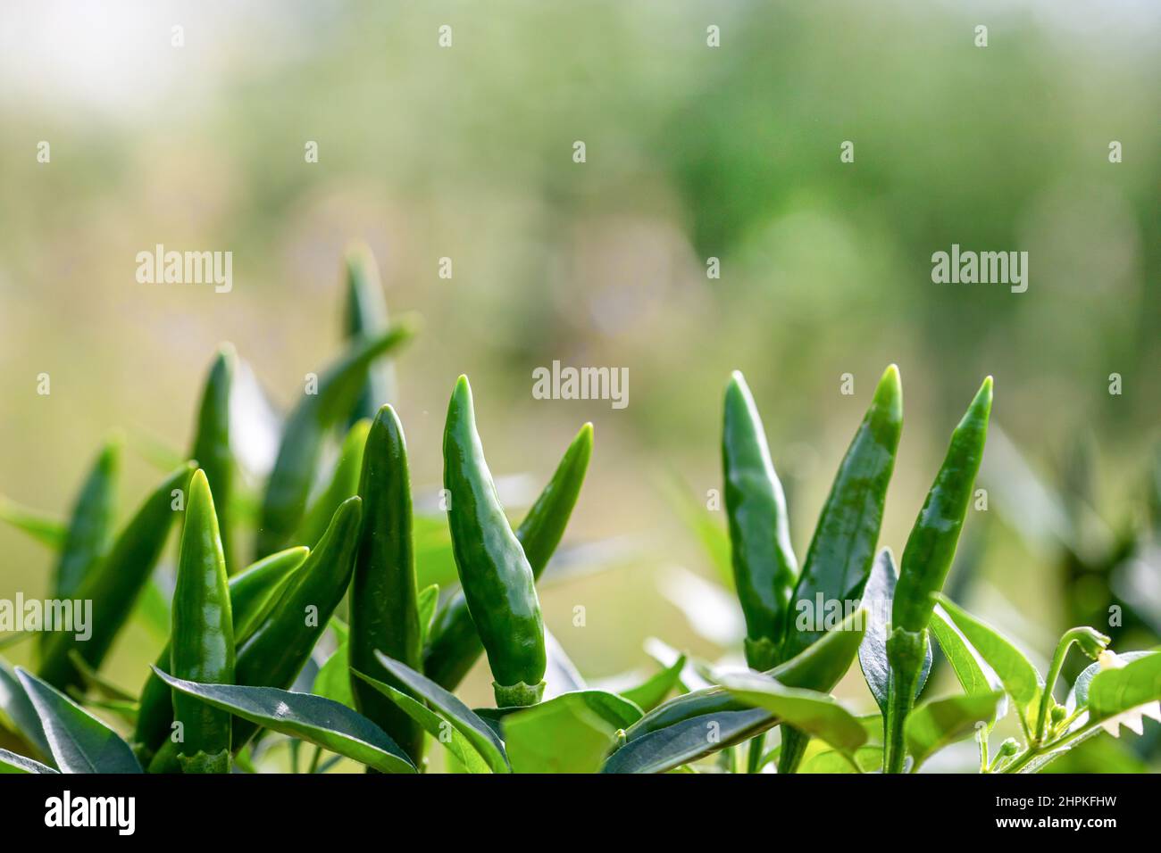 The western rural farm-style garden fresh vegetables Stock Photo - Alamy