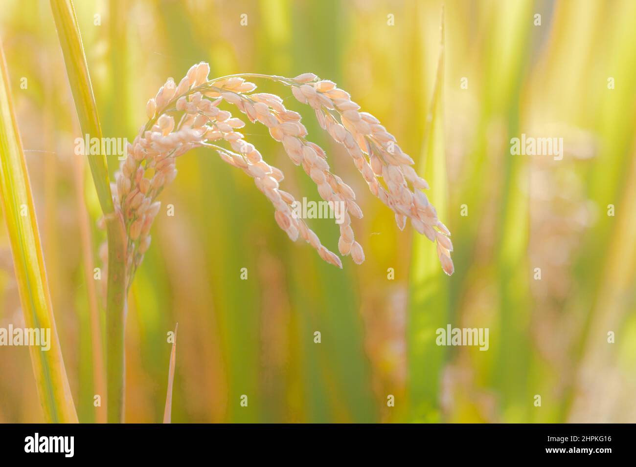 Mature rice hi-res stock photography and images - Alamy