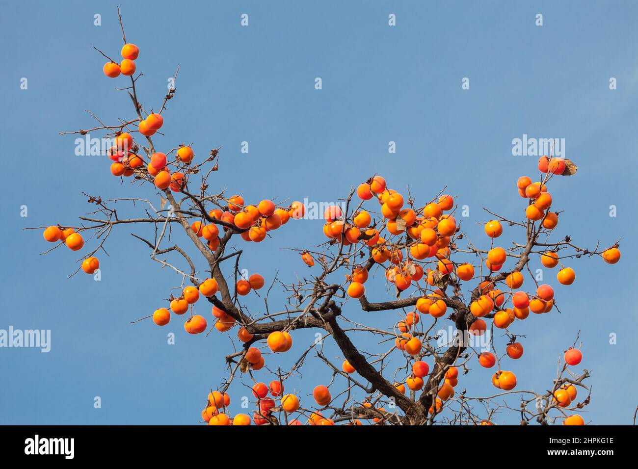 Persimmon tree field hi-res stock photography and images - Alamy