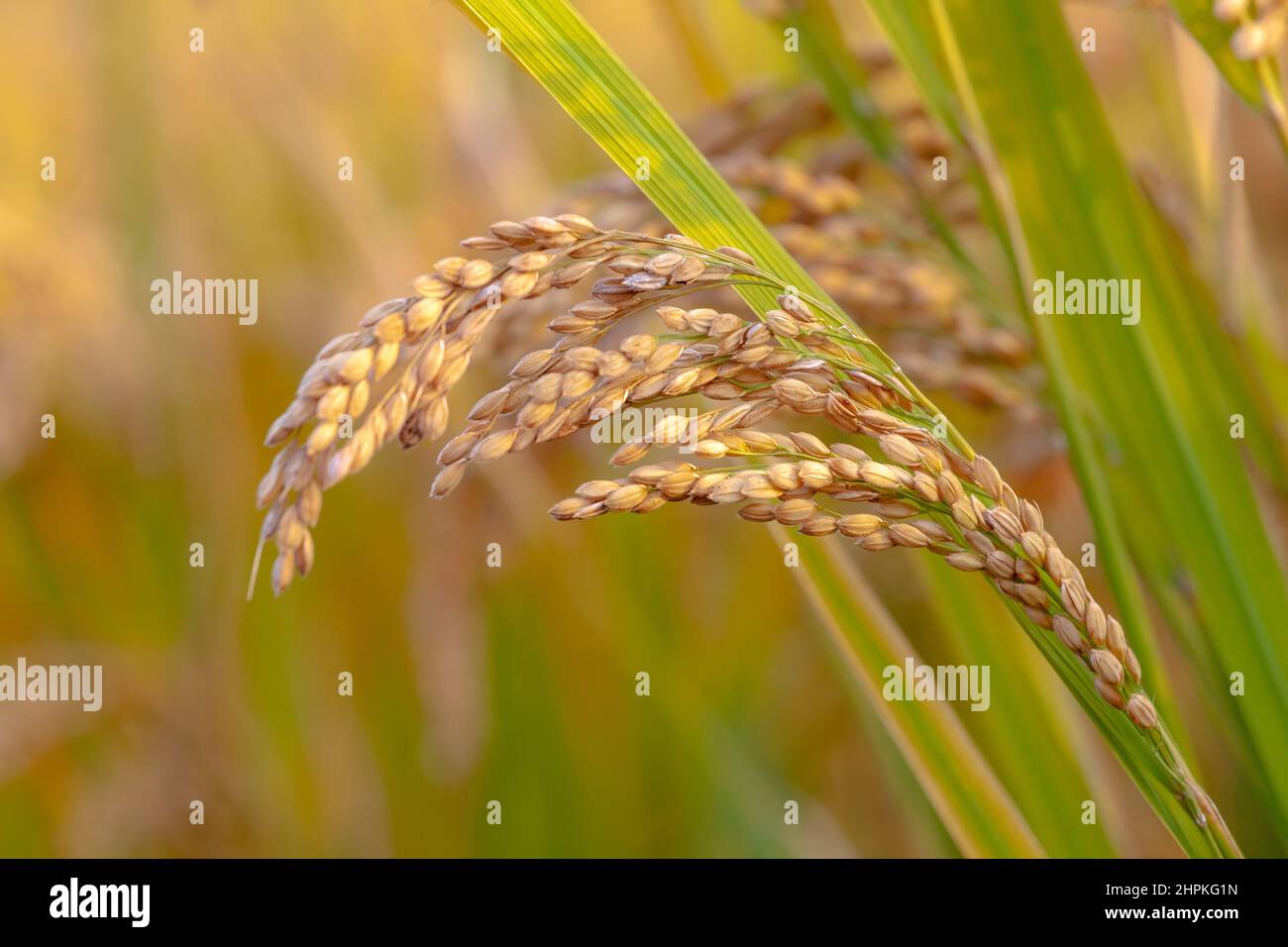 Mature rice hi-res stock photography and images - Alamy