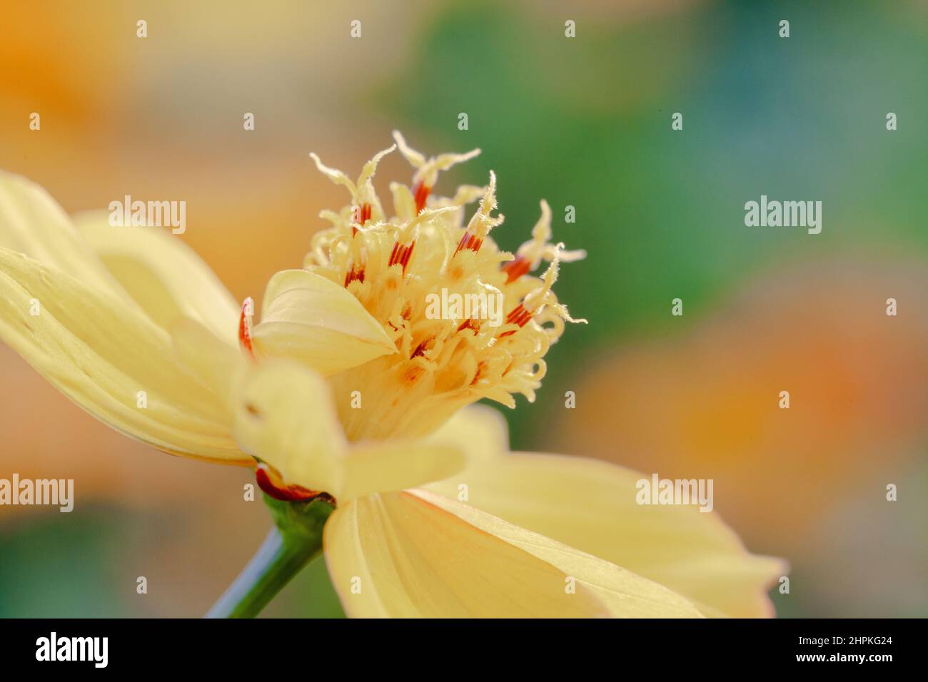 Only flowers no leaves hi-res stock photography and images - Alamy