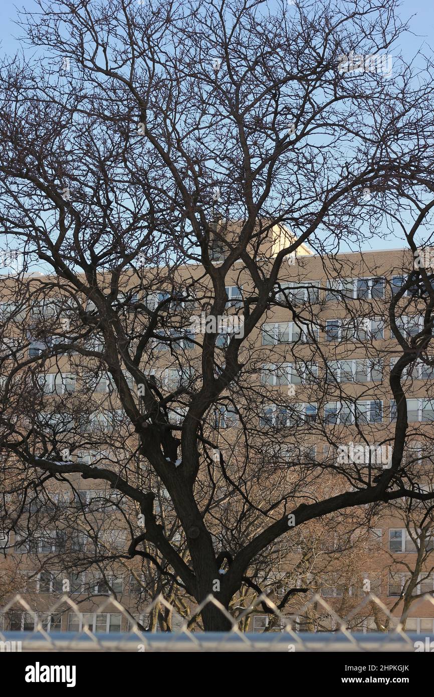 Craggy old tree with lots of branches Stock Photo - Alamy
