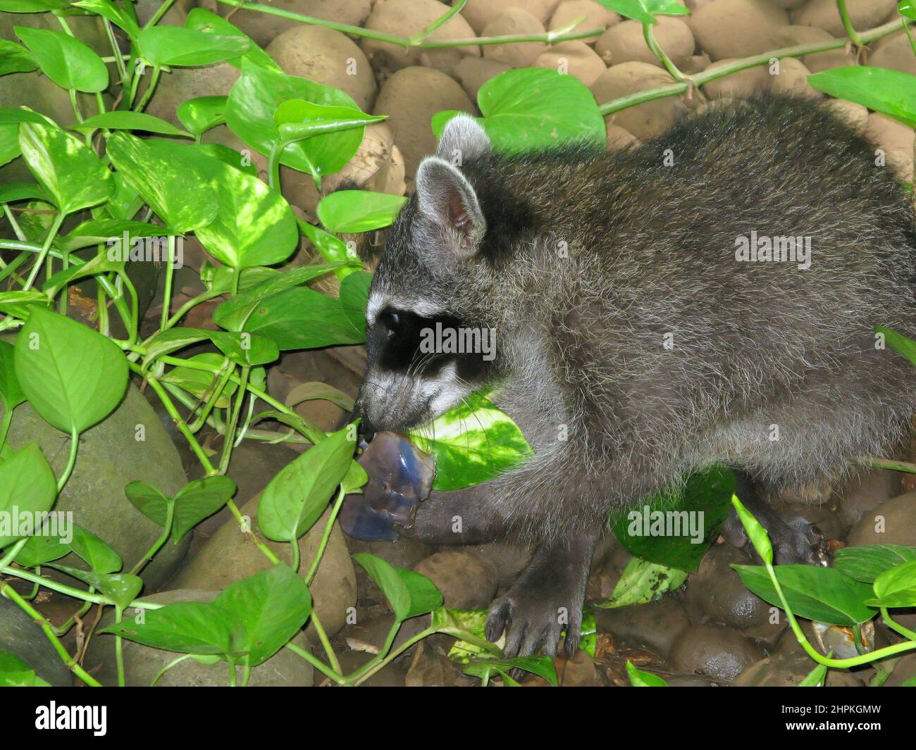 Costa Rica, Raccoon, eating Stock Photo - Alamy