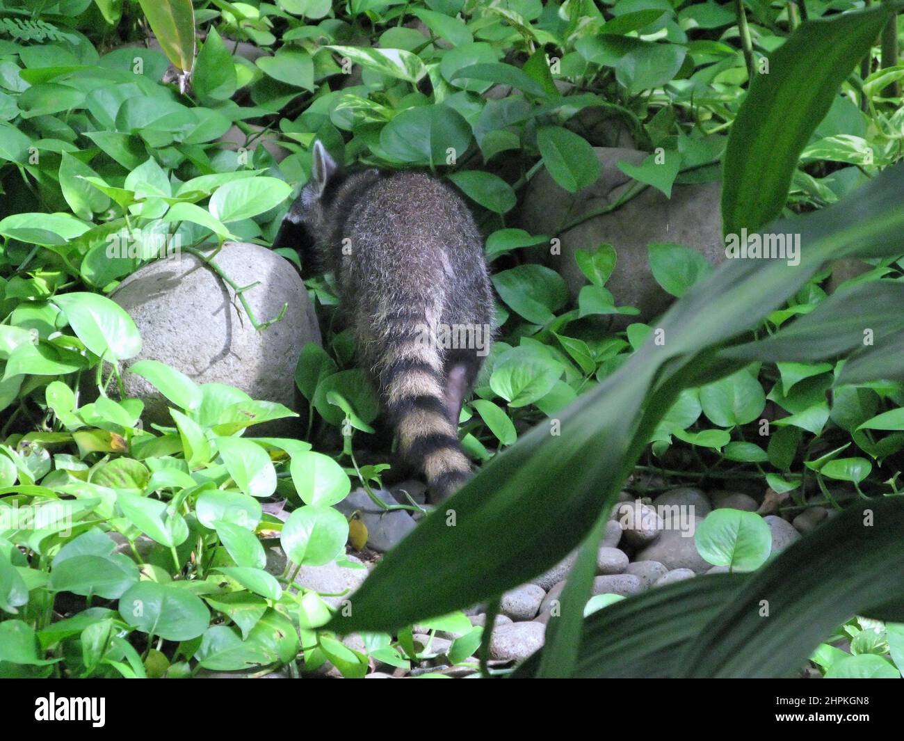 Raccoon, eating, Republic of Costa Rica, Central America Stock Photo ...
