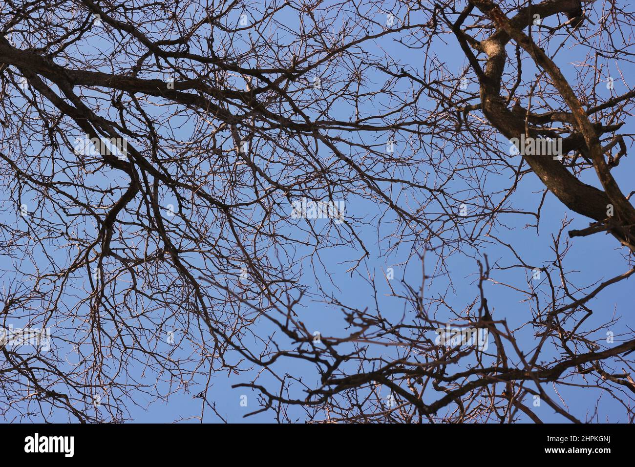 Craggy old tree with lots of branches set against a clear blue sky ...