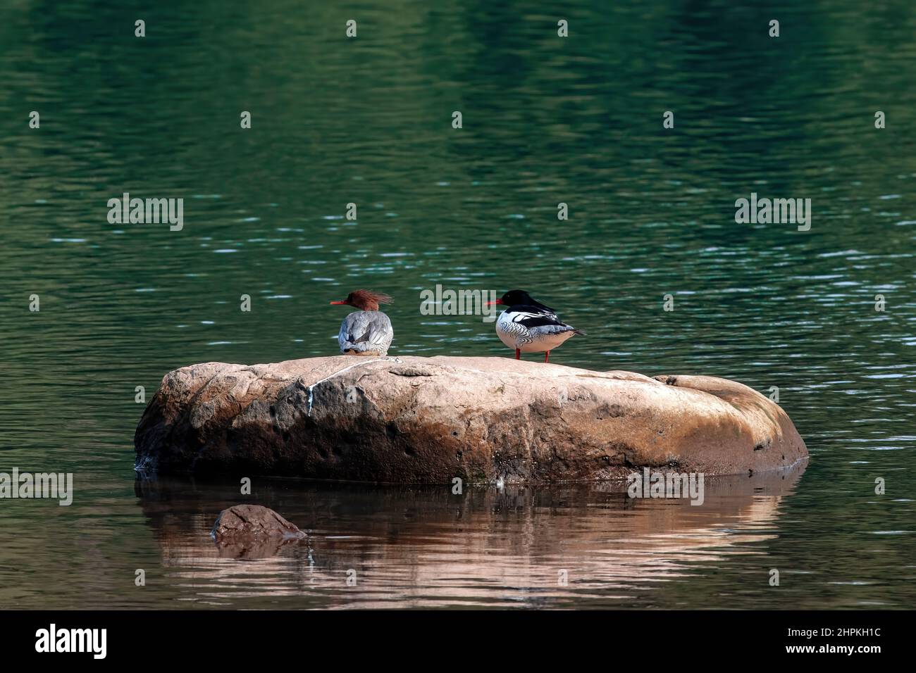 Chongqing - the Chinese merganser QiHe ecology Stock Photo - Alamy