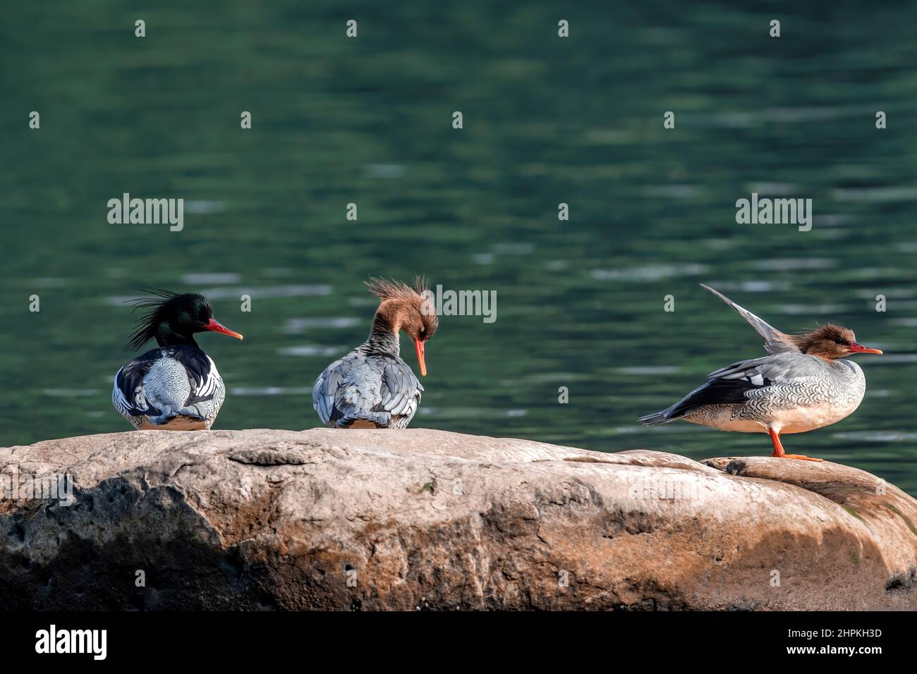 Chinese merganser qihe hi-res stock photography and images - Alamy