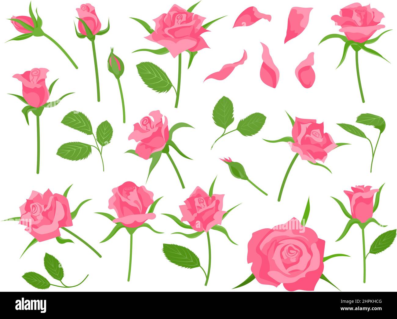 Cartoon blooming pink rose flower, green leaf, petal and bud. Classic ...