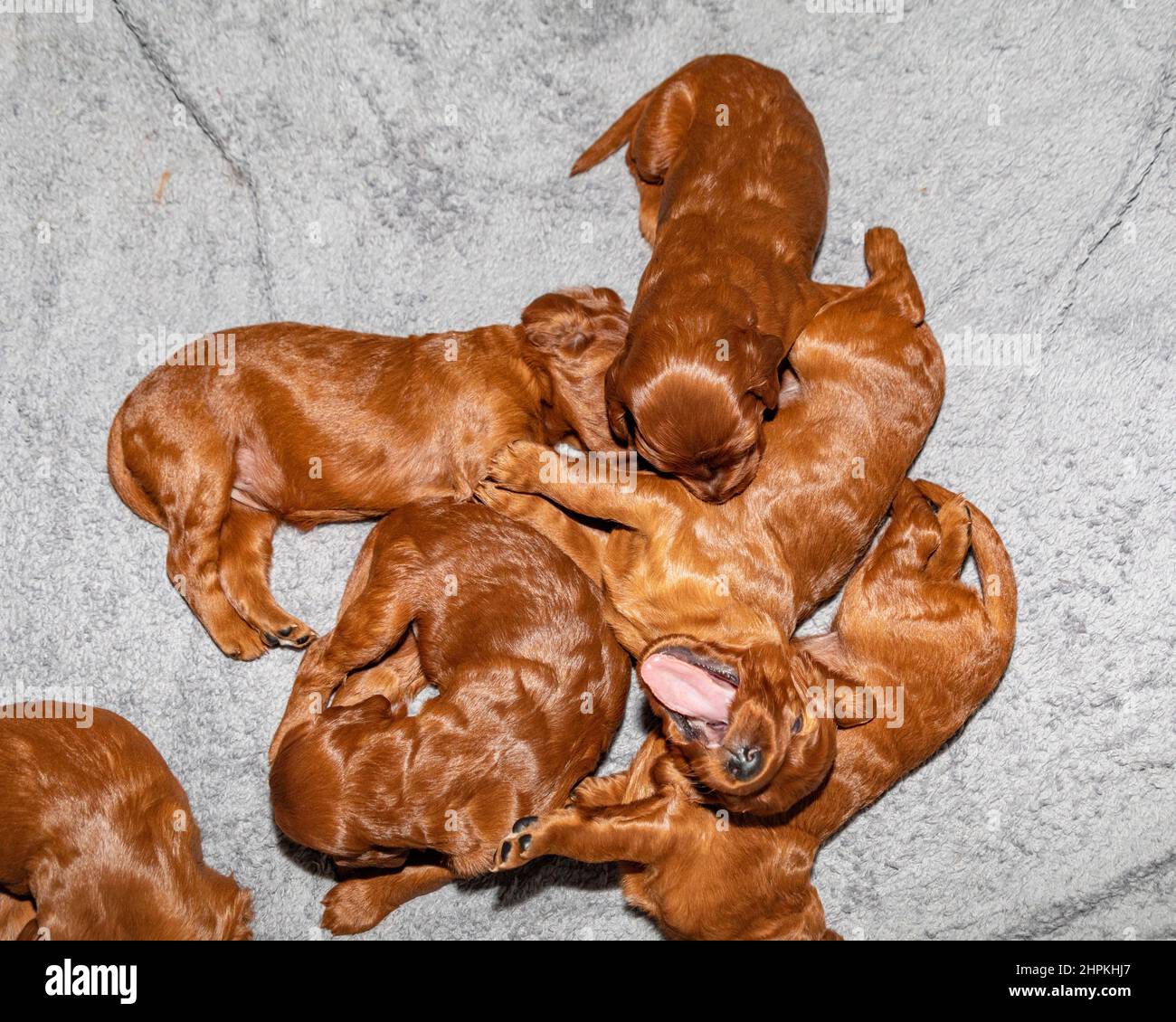 Two week old Irish Setter puppies in whelping box Stock Photo - Alamy