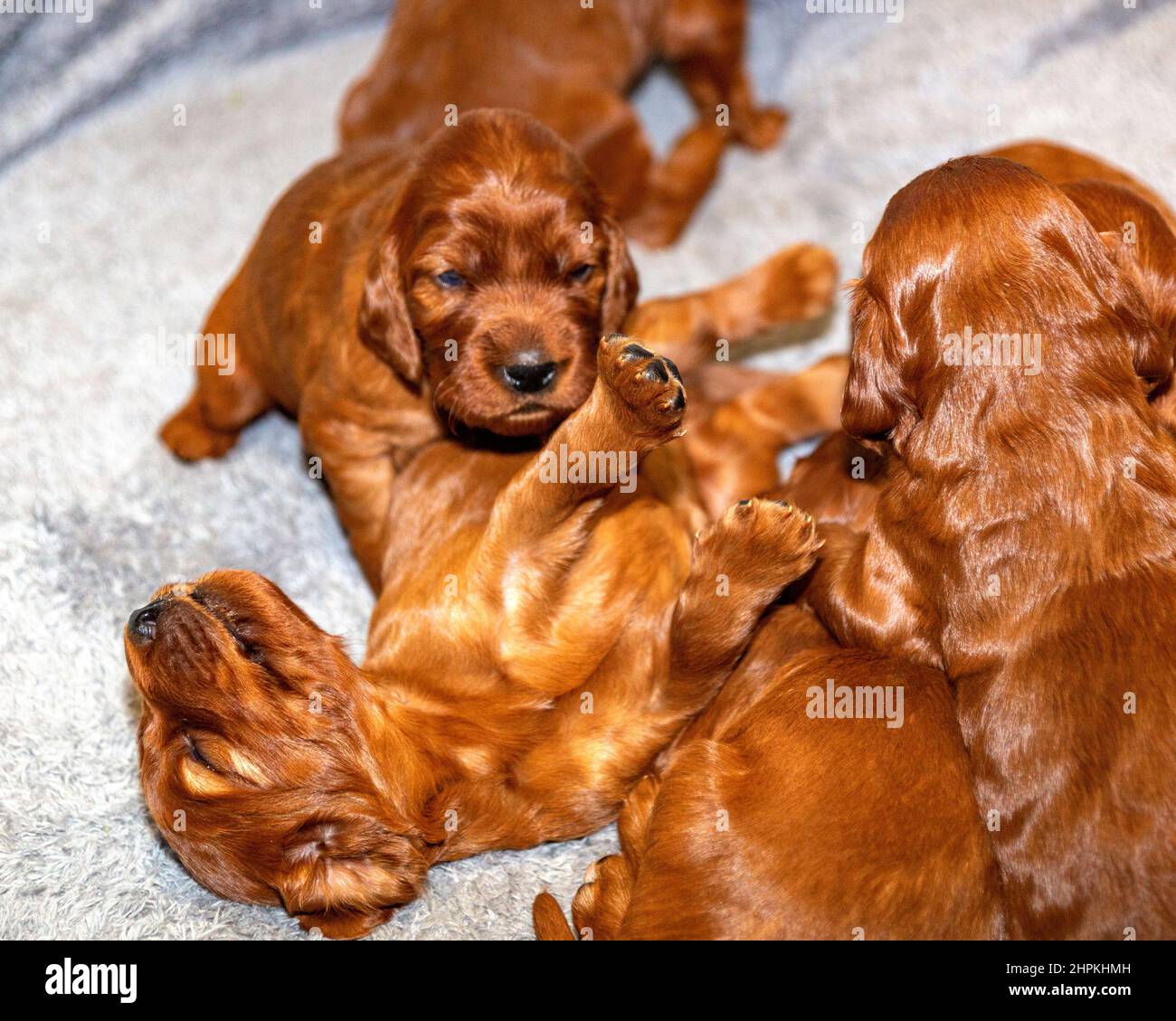 Two week old Irish Setter puppies in whelping box Stock Photo - Alamy