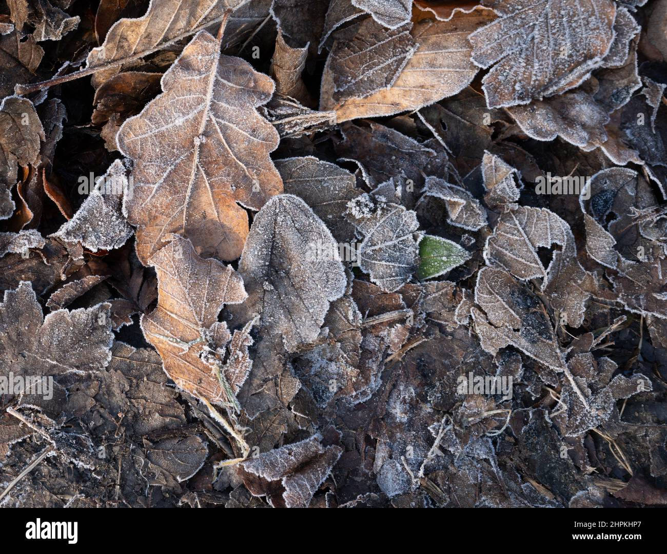 Frosty leaves, creat patterns on a cold winters morning Stock Photo - Alamy