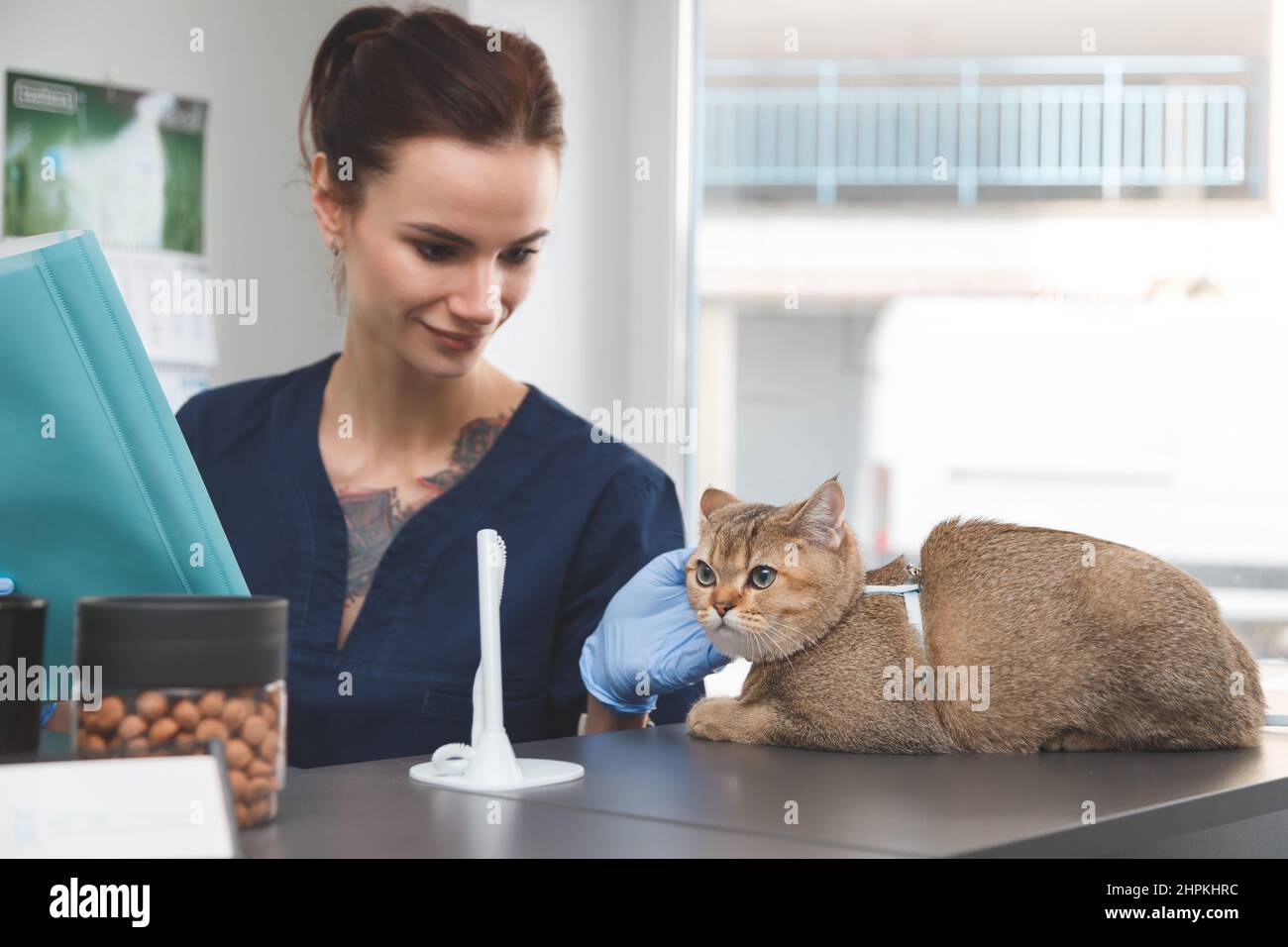 Veterinarian petting cat at reception. Taking cat to Vet, reducing ...