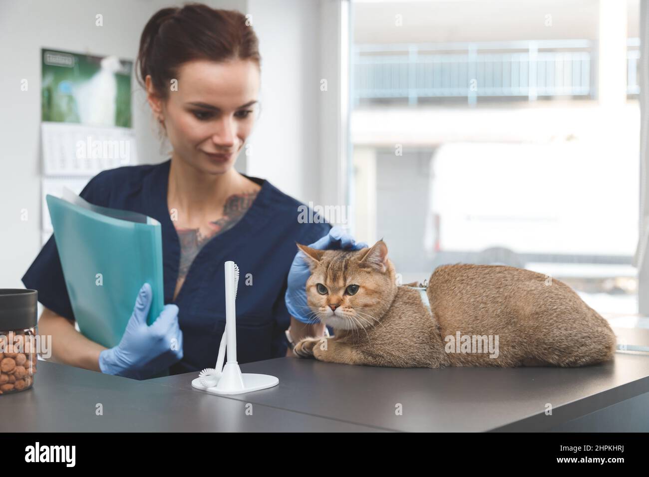 Veterinarian petting cat at reception. Taking cat to Vet, reducing ...