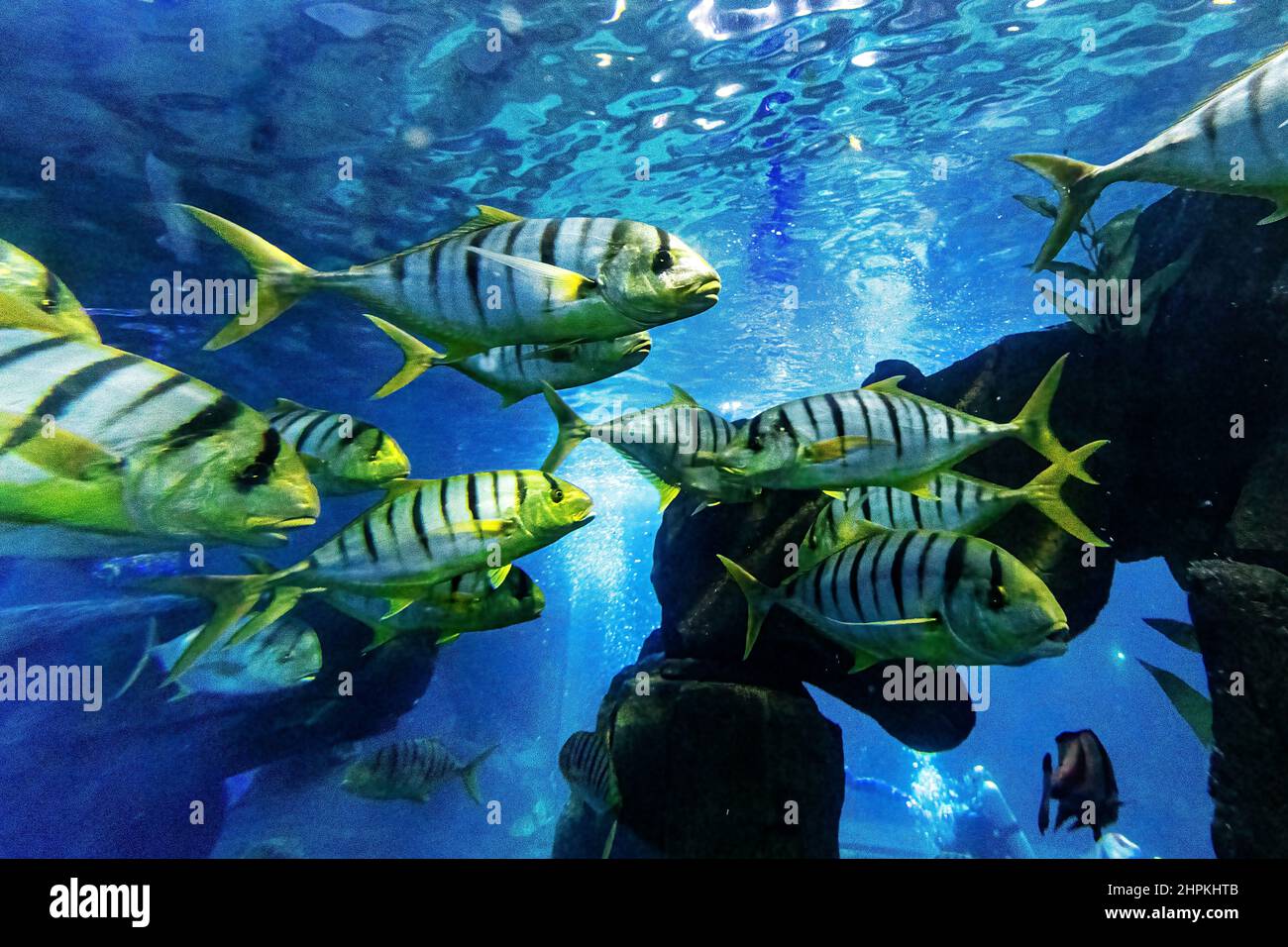 Ocean kingdom aquarium china hi-res stock photography and images - Alamy