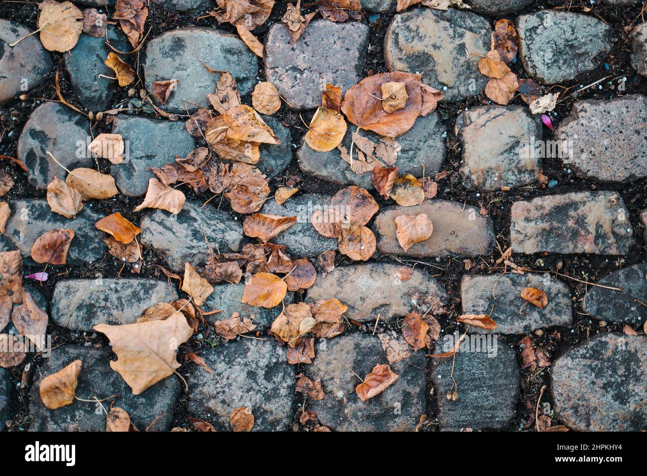 Old Autumn Fall Pavement Cobblestone With Moss Texture Between