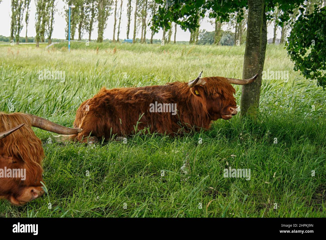Scottish highlanders hi-res stock photography and images - Alamy