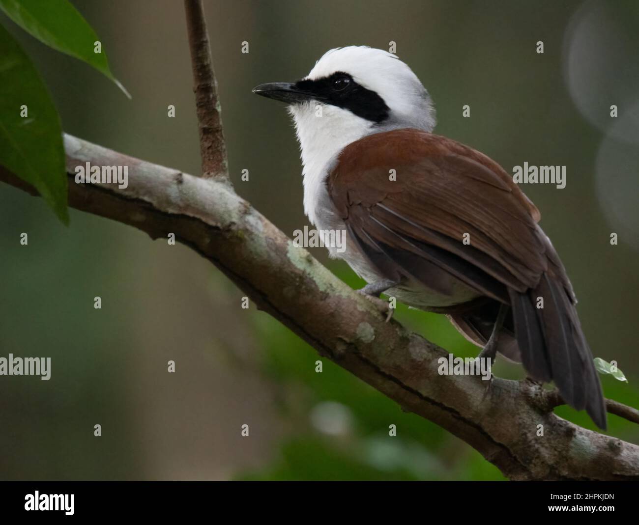 Beautiful shot of a bird in a forest during the day Stock Photo - Alamy