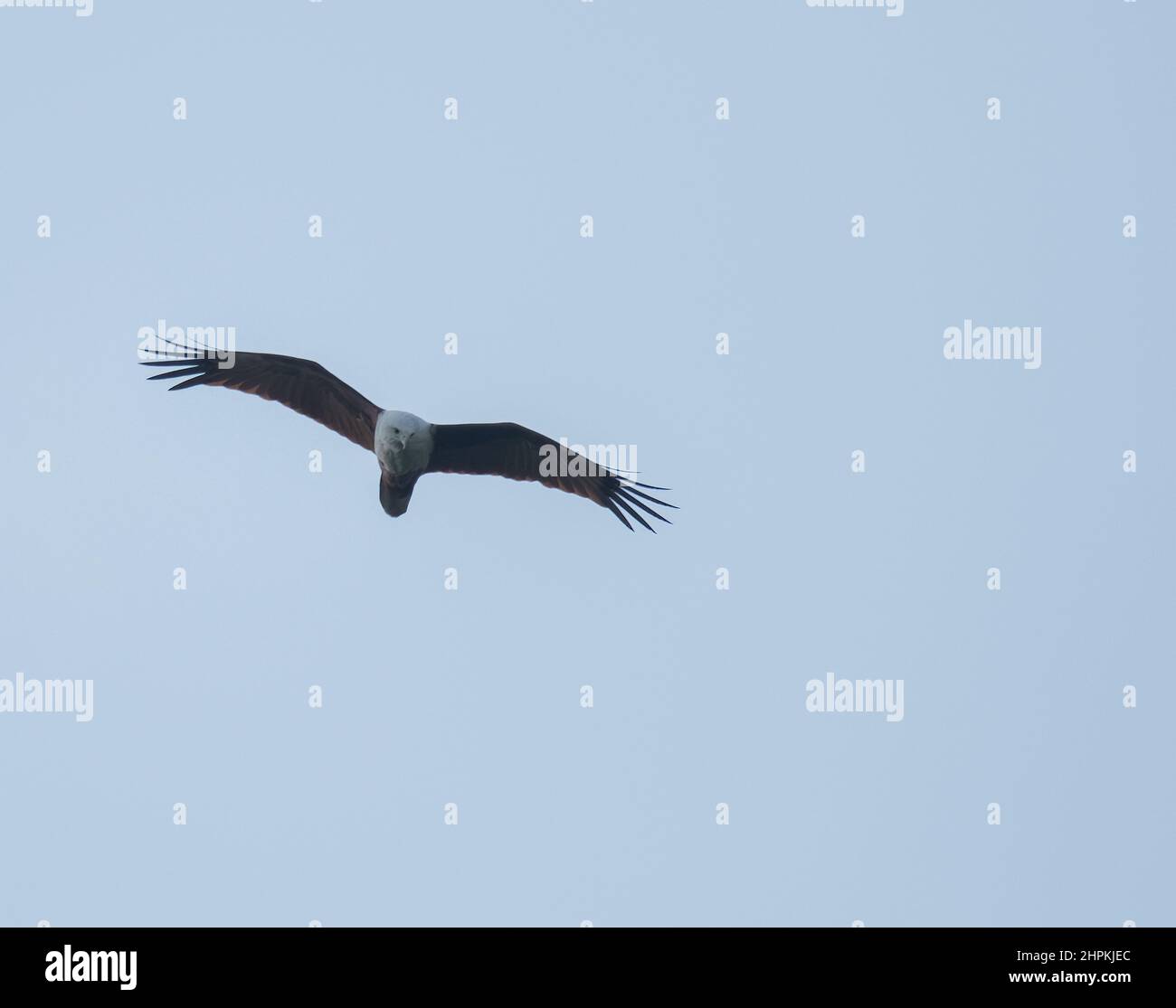 Beautiful shot of a bird flying in the skies during the day Stock Photo ...