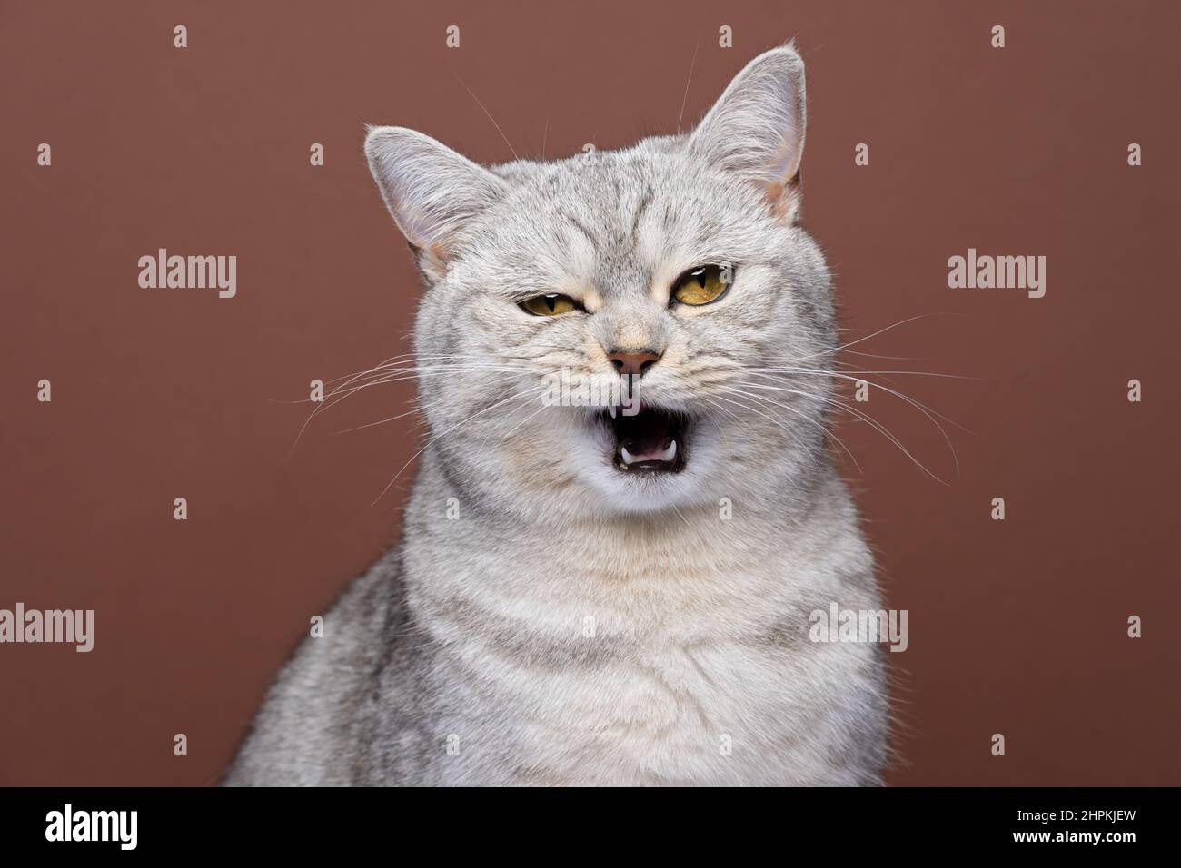 fluffy angry cat with mouth open portrait on brown background meowing ...