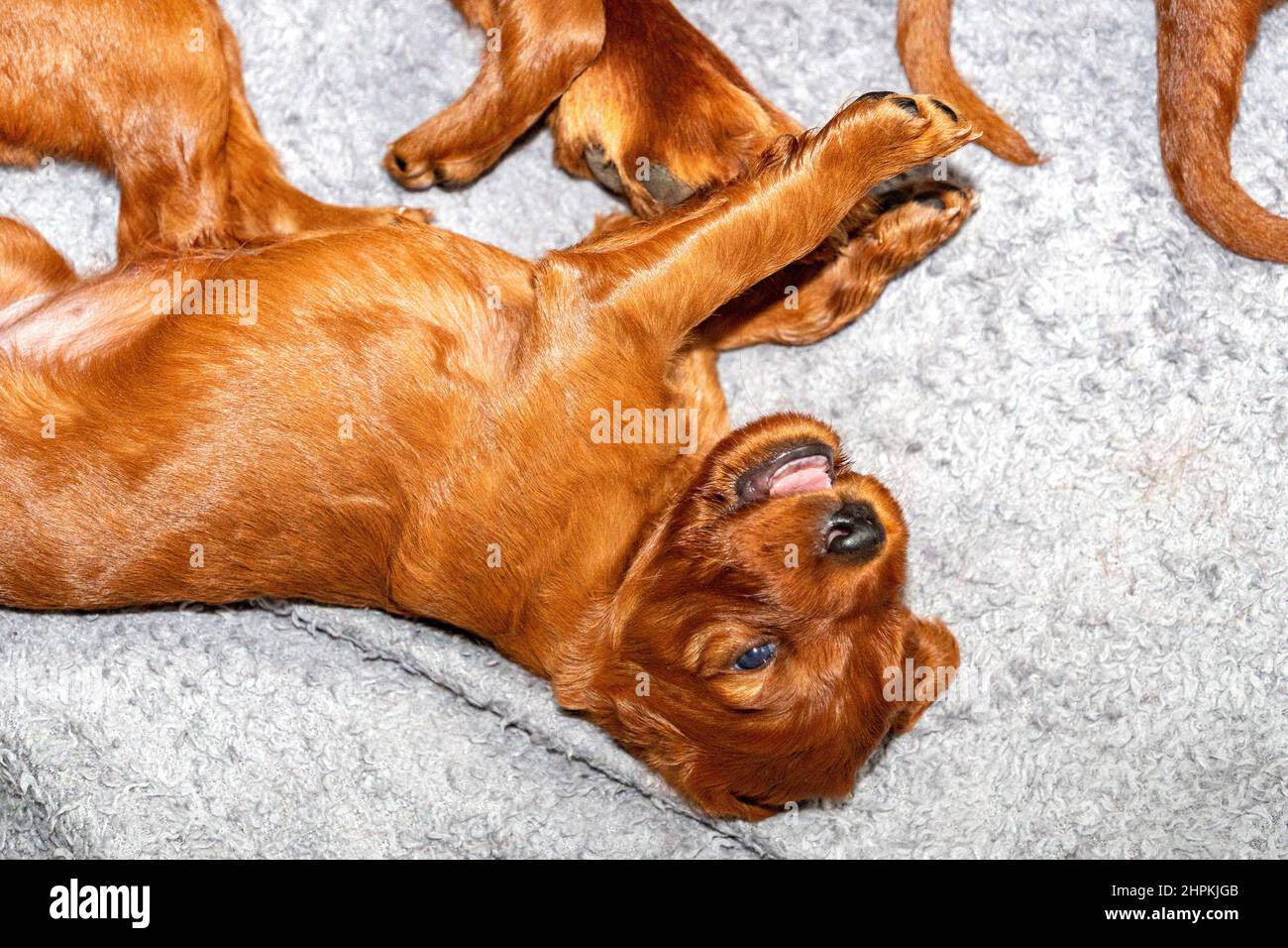 Two week old Irish Setter puppies in whelping box Stock Photo - Alamy