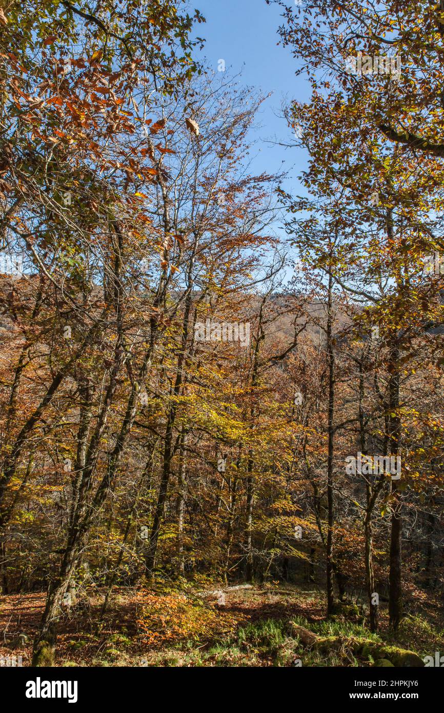 Vue automnale en foret Stock Photo - Alamy