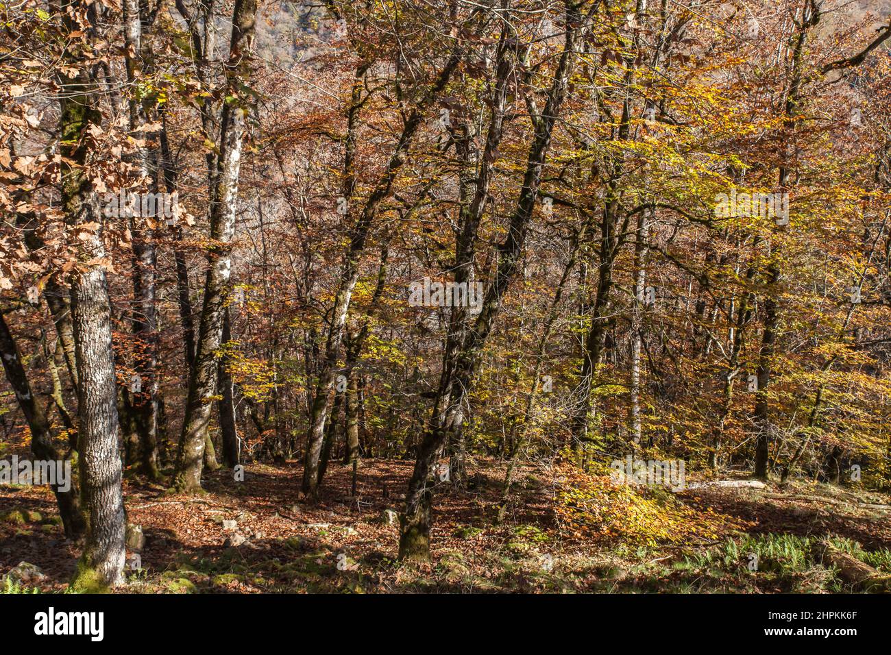 Foret automne hi-res stock photography and images - Alamy