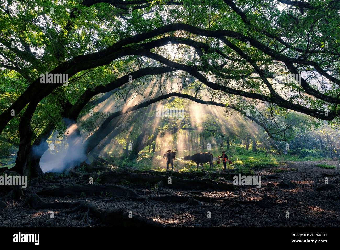 Fujian province lake kasumigaura Yang Jiaxi banyan tree farmers Stock ...