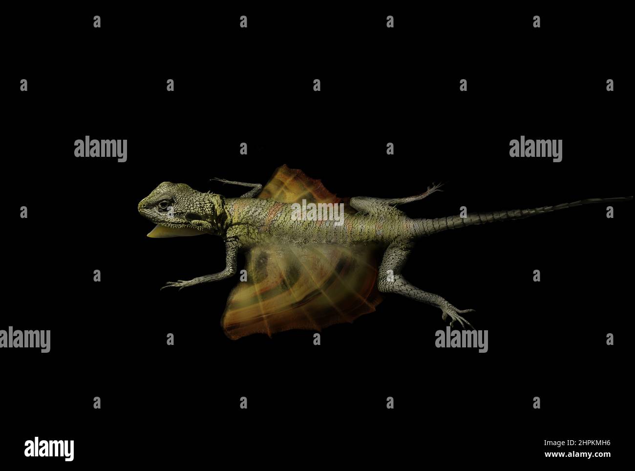 Flying lizard, Draco volans glide in air with patagium render Stock ...