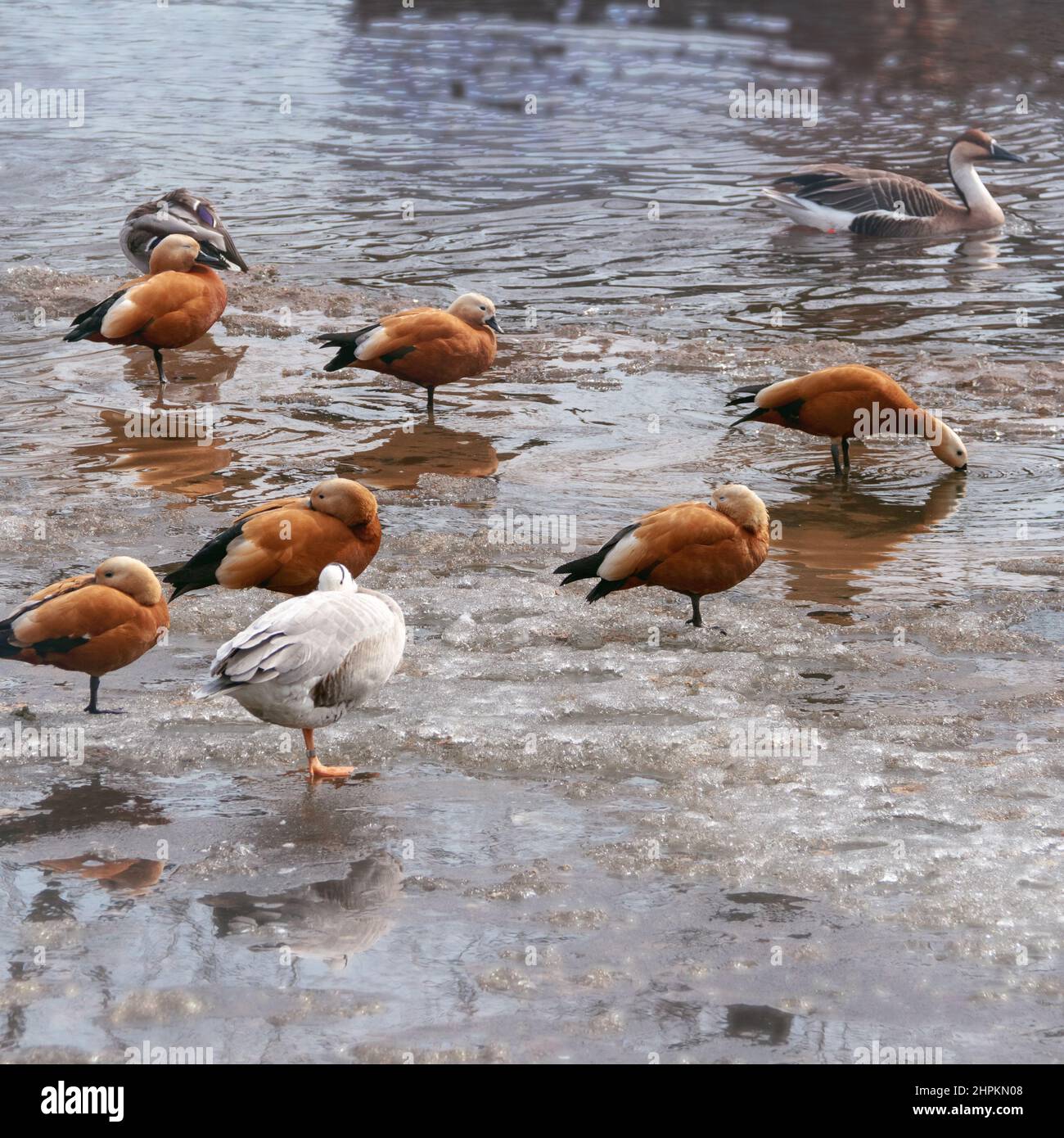 Many different water birds. Wildlife scene in early spring. Birds on a ...