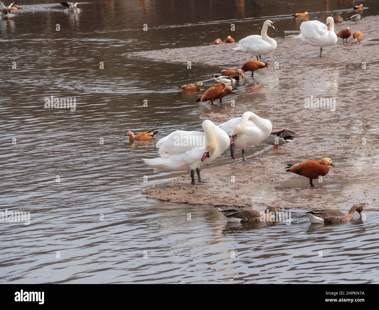 Many different water birds. Wildlife scene in early spring. Birds on a ...