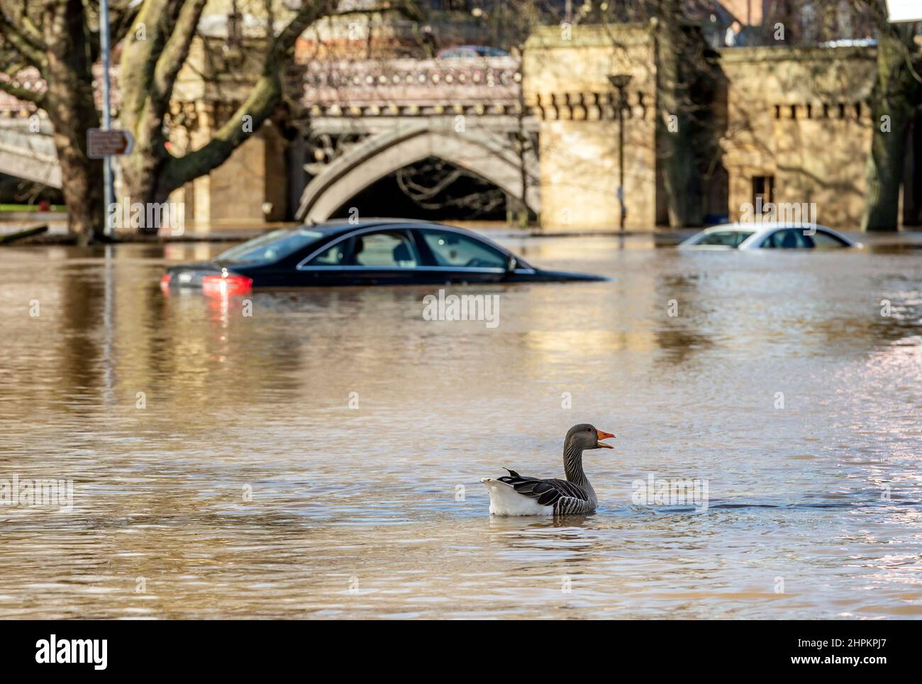 A goose swims past cars stuck in flood water in York, Yorkshire, after ...