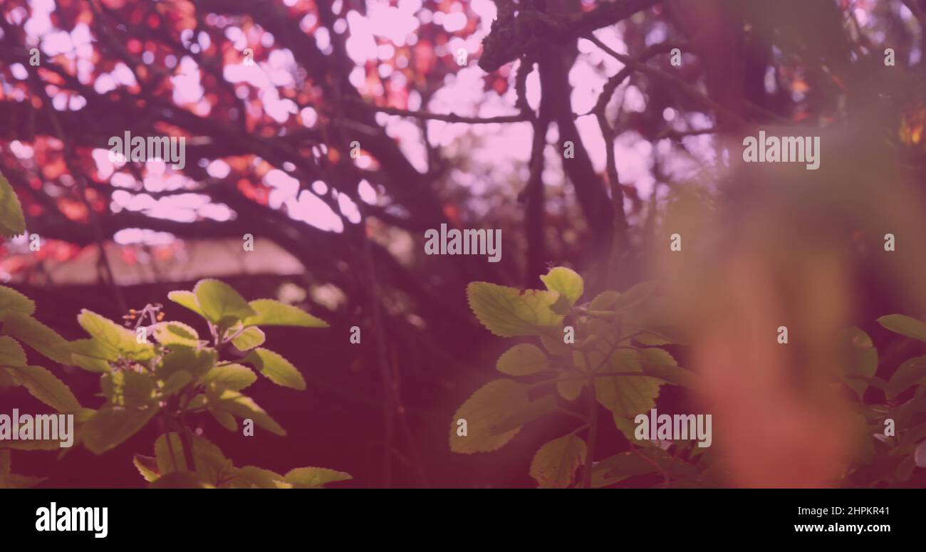Image of trees and shrubs in garden being watered Stock Photo - Alamy