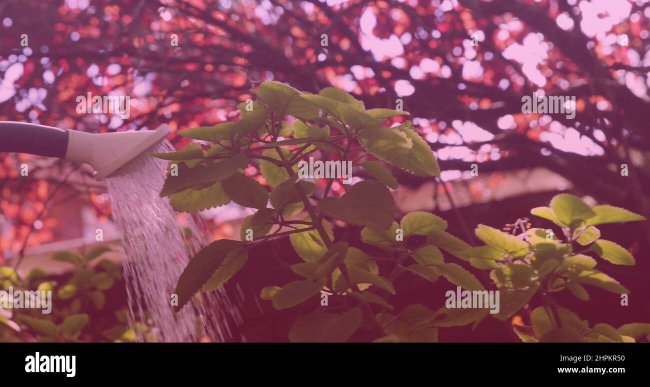 Image of trees and shrubs in garden being watered Stock Photo - Alamy