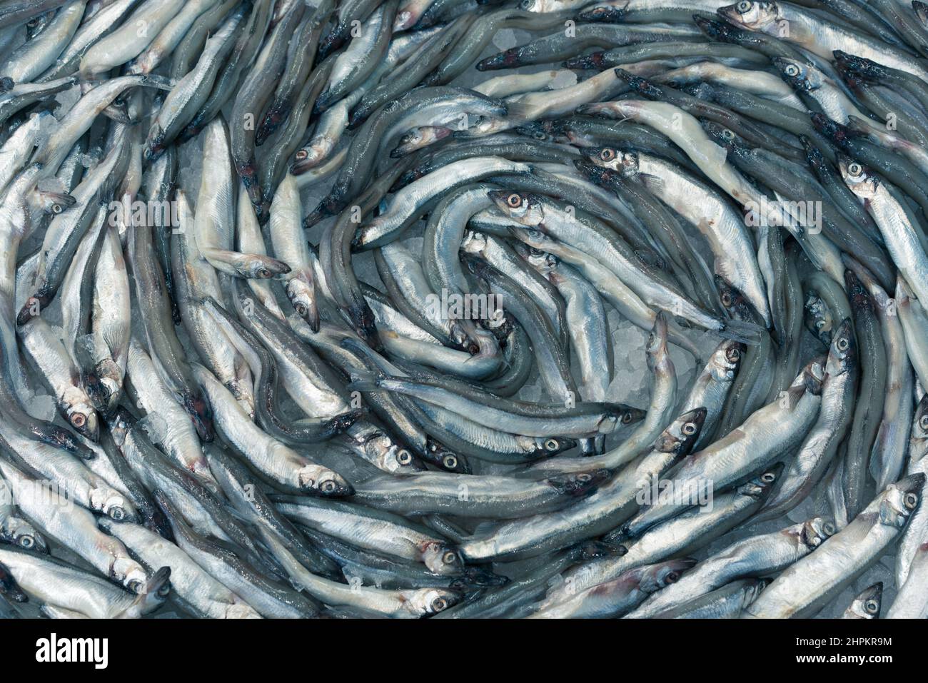 Fresh oceanic fish capelin as background for your project. Copy space ...