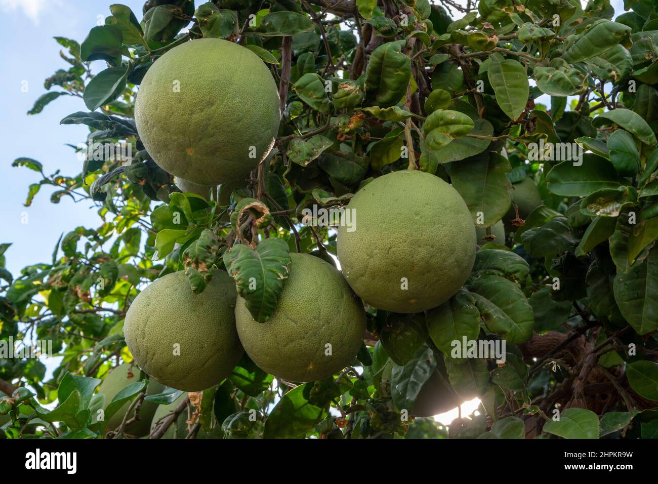 Big round pomelo tropical citrus fruits hanging on trees on pomelo ...