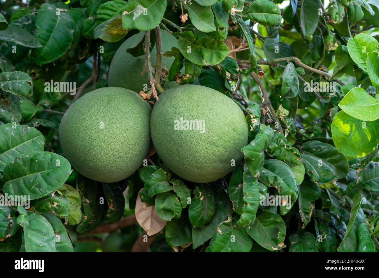 Big round pomelo tropical citrus fruits hanging on trees on pomelo ...
