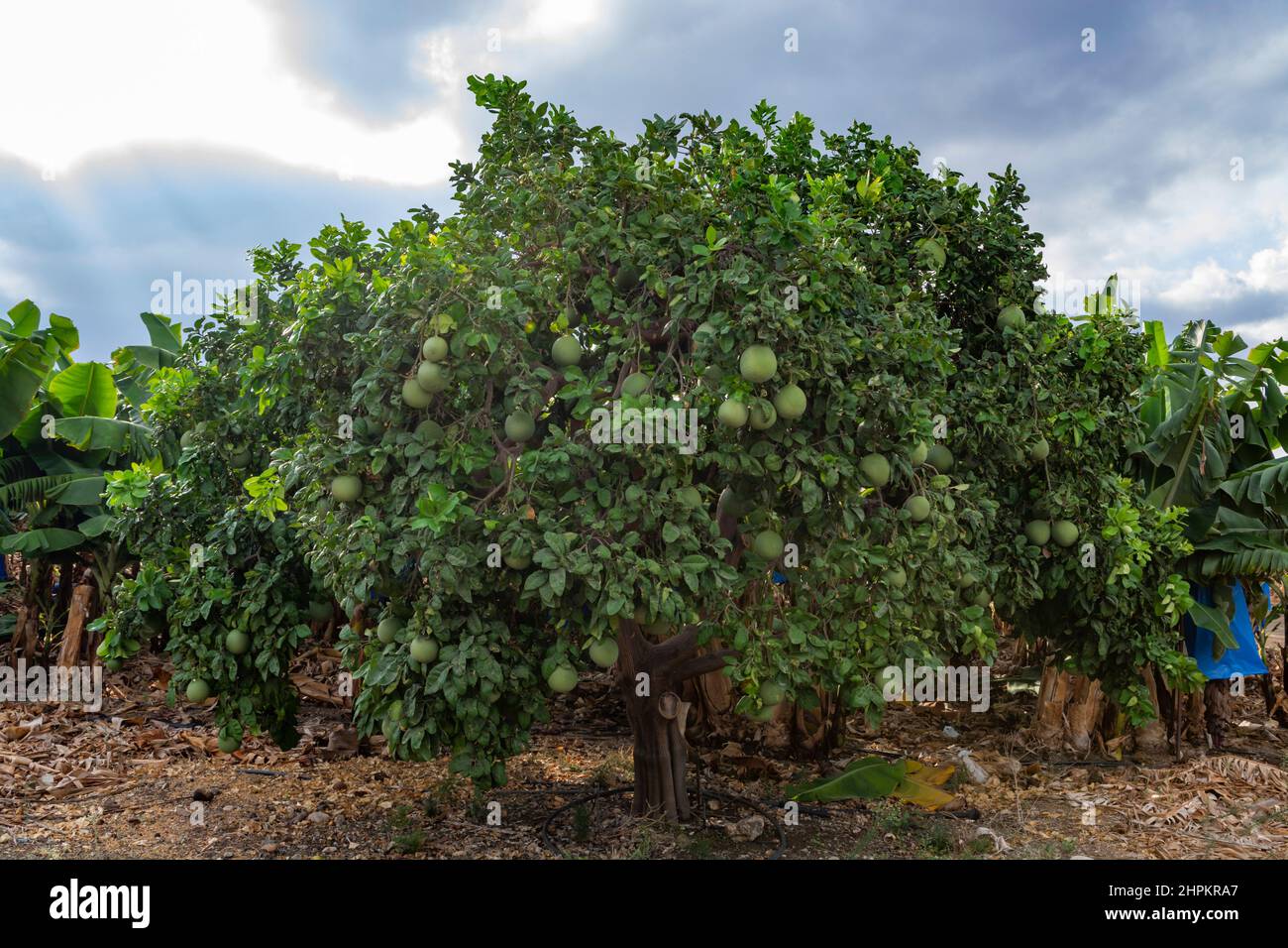Big round pomelo tropical citrus fruits hanging on trees on pomelo ...