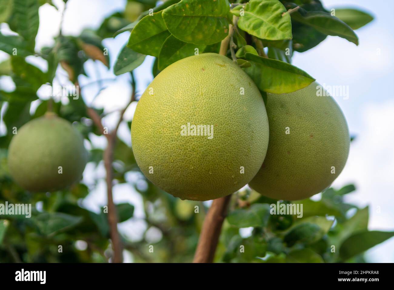 Big round pomelo tropical citrus fruits hanging on trees on pomelo ...