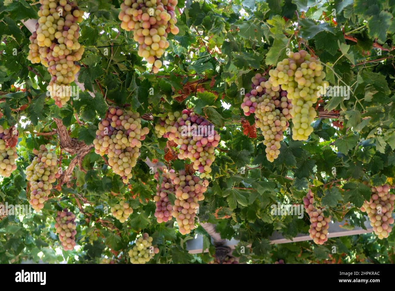 Bunches of white-pink sweet seedless table grapes ripening on vineyars ...