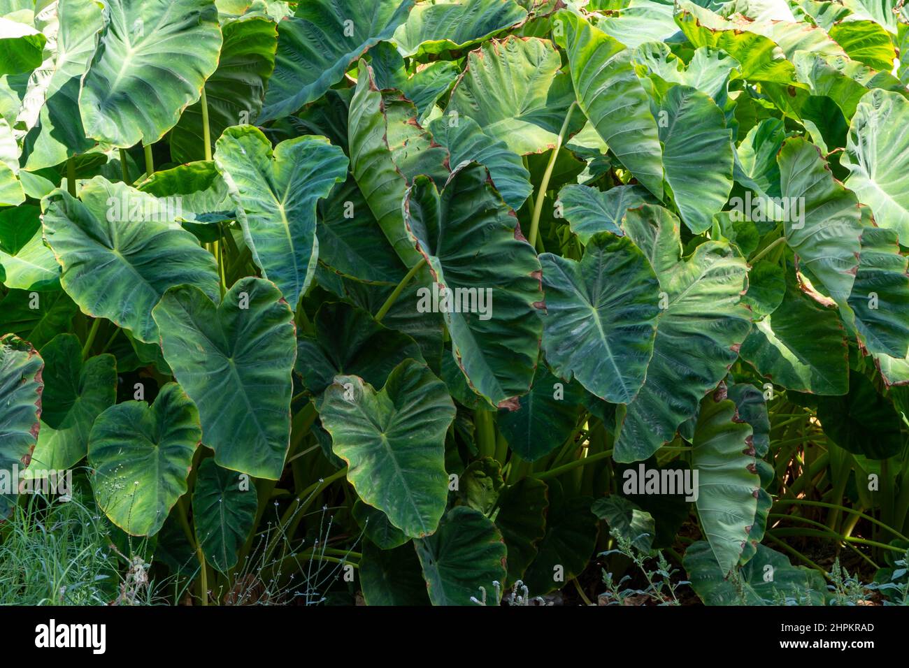 Plantationf of Colocasia esculenta tropical plant grown primarily for ...