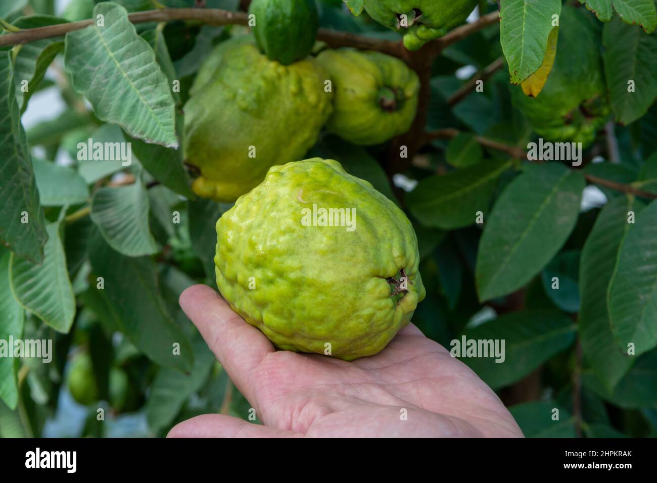 Ripe green and pink from inside aromatic fruits of apple guava plant ...
