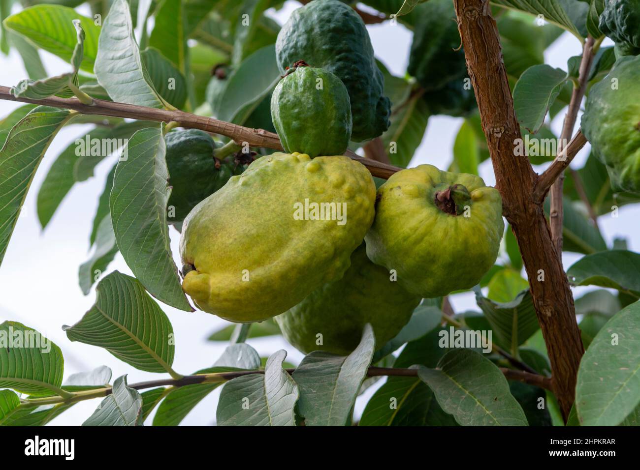 Ripe green and pink from inside aromatic fruits of apple guava plant ...