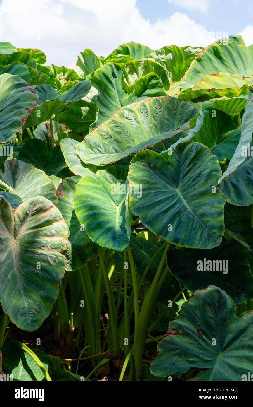 Plantationf of Colocasia esculenta tropical plant grown primarily for ...