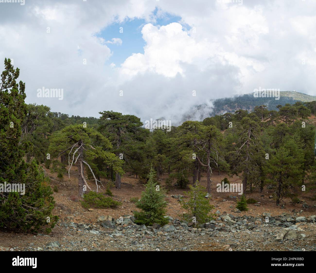 Evergreen pine trees growing in clouds in high Troodos mountains on ...