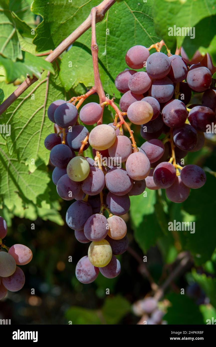 Bunches of white-pink sweet seedless table grapes ripening on vineyars ...